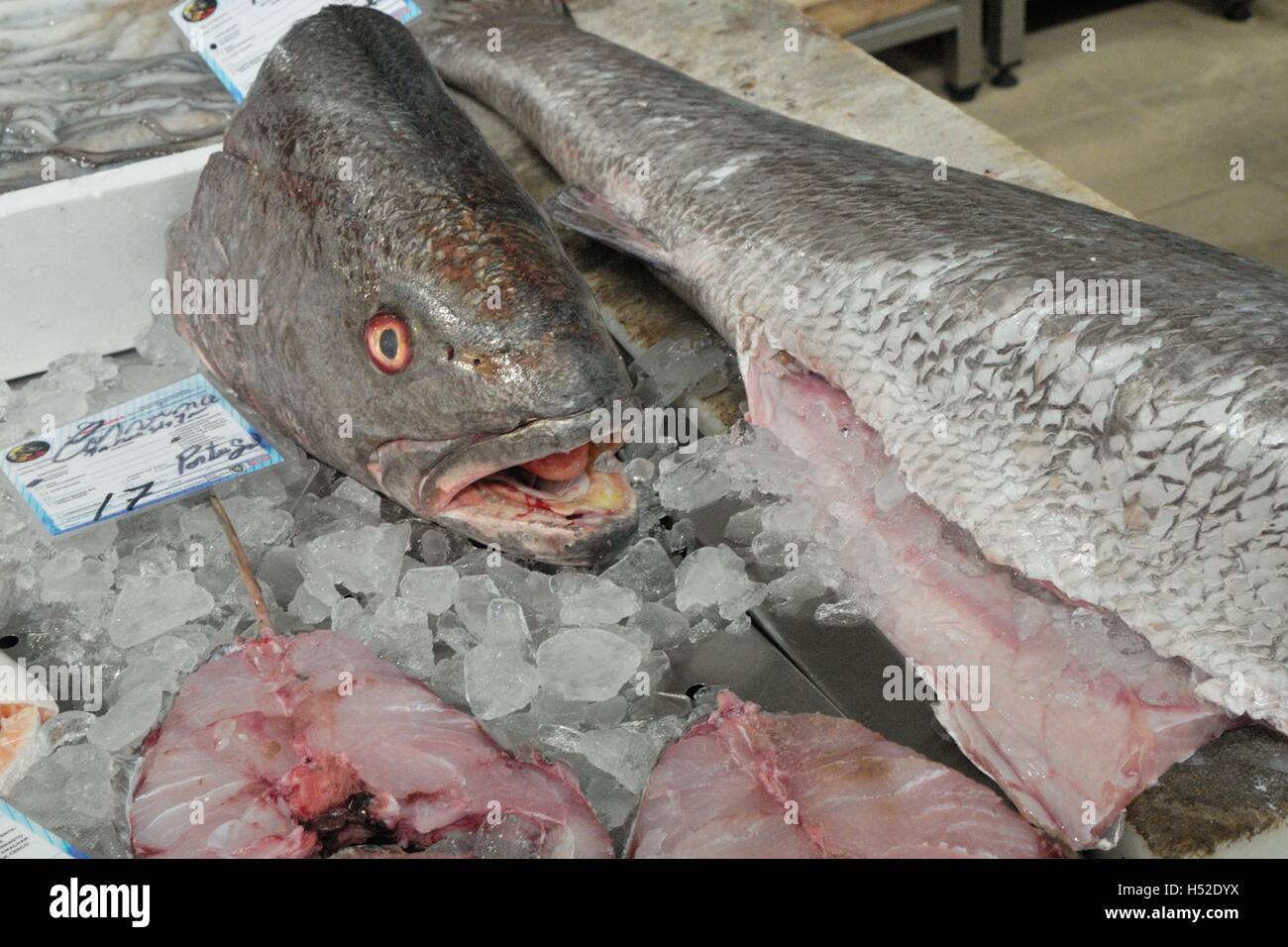 Corvina fish hi-res stock photography and images - Alamy