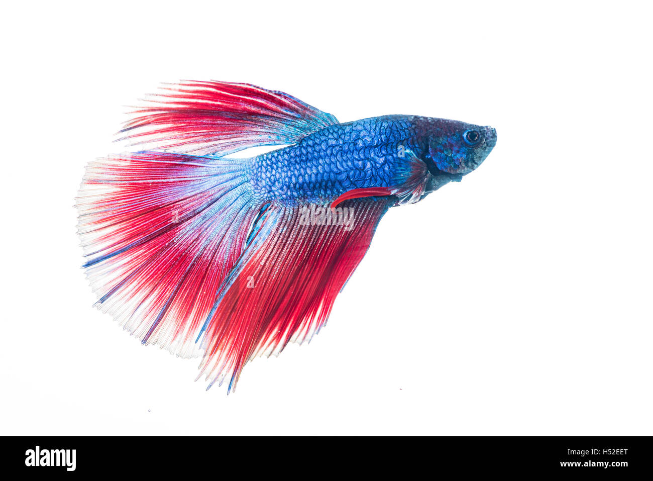 Betta fish isolate on white background Stock Photo - Alamy