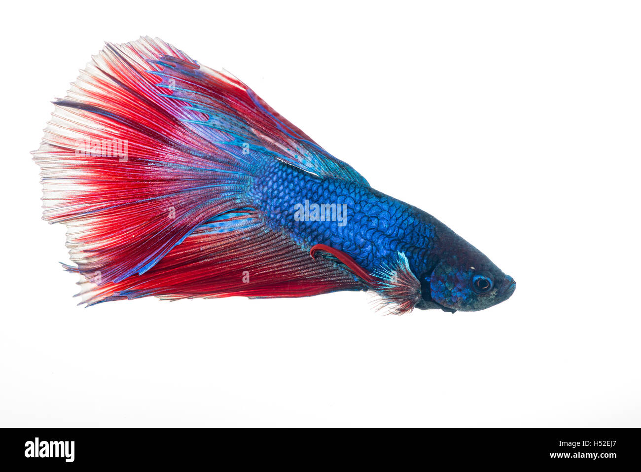 Colorful betta fish isolated on white background Stock Photo - Alamy