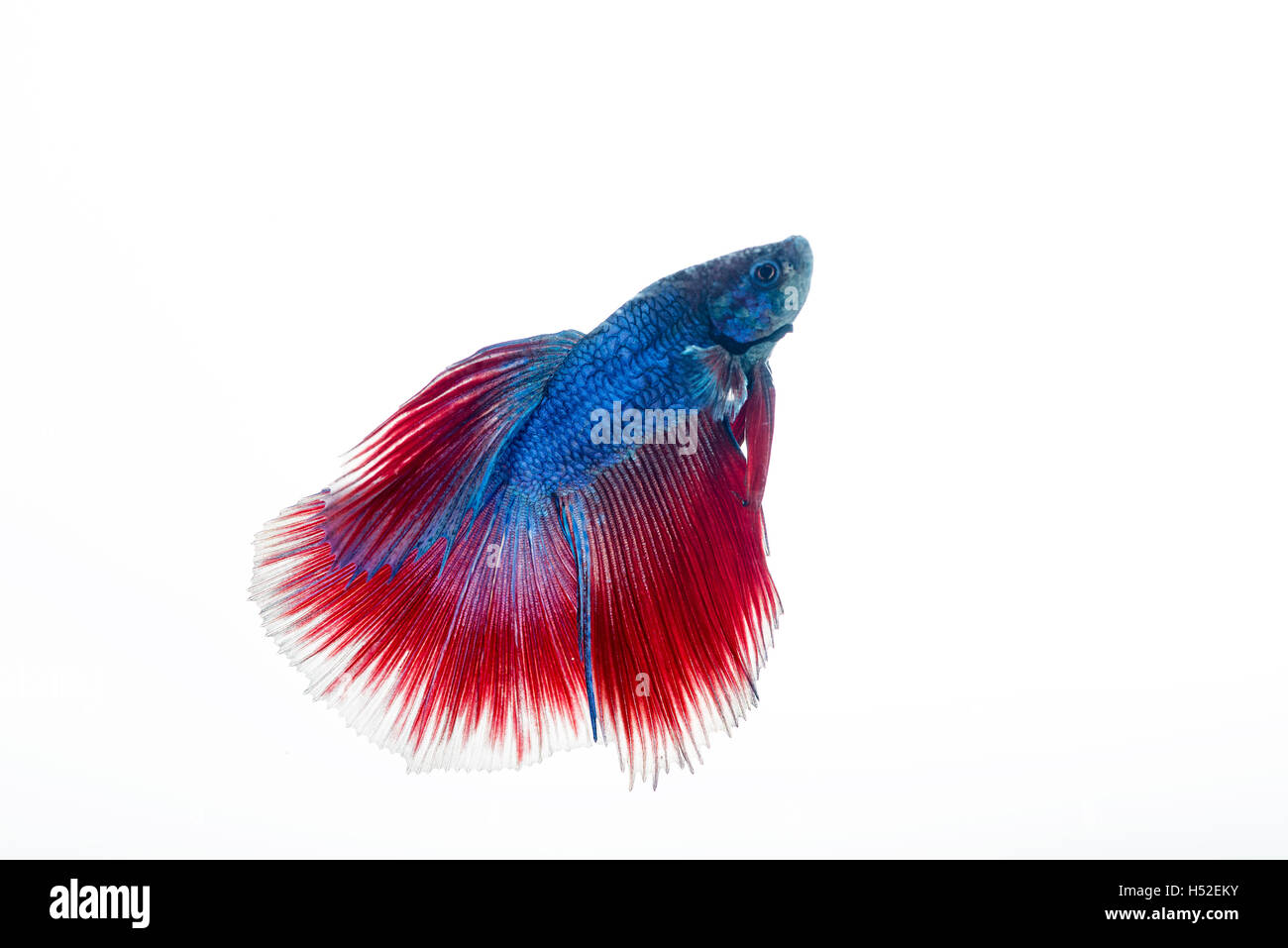 Beautiful betta fish isolated on white background Stock Photo - Alamy