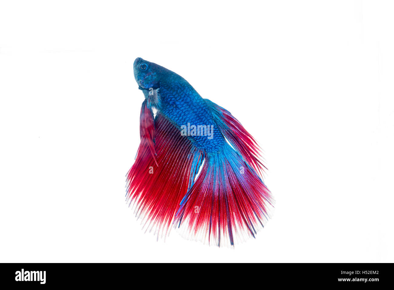 Betta fish isolate on white background Stock Photo - Alamy