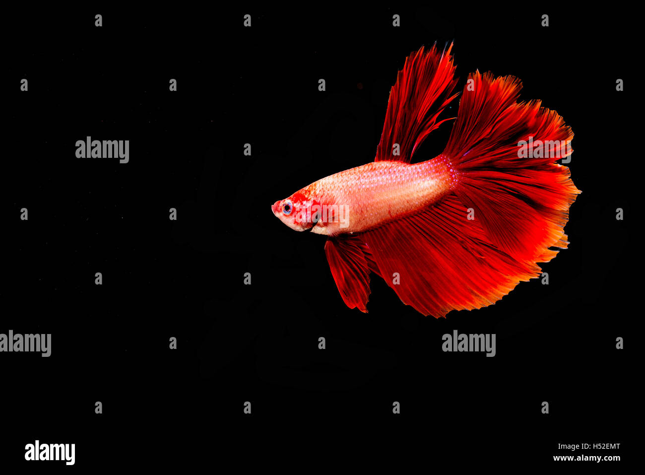Red white crown betta fish hi-res stock photography and images - Alamy