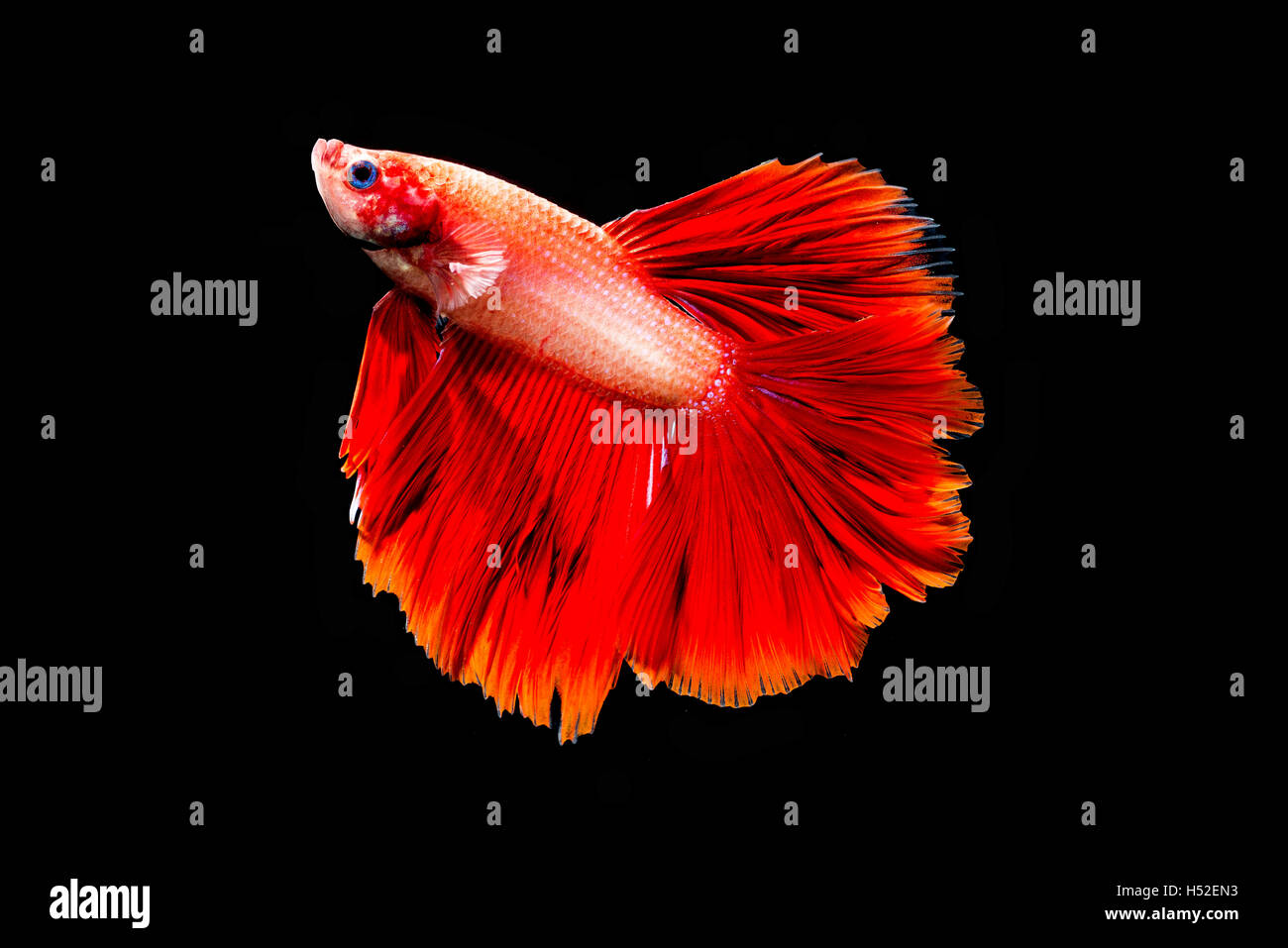 Betta face hi-res stock photography and images - Alamy