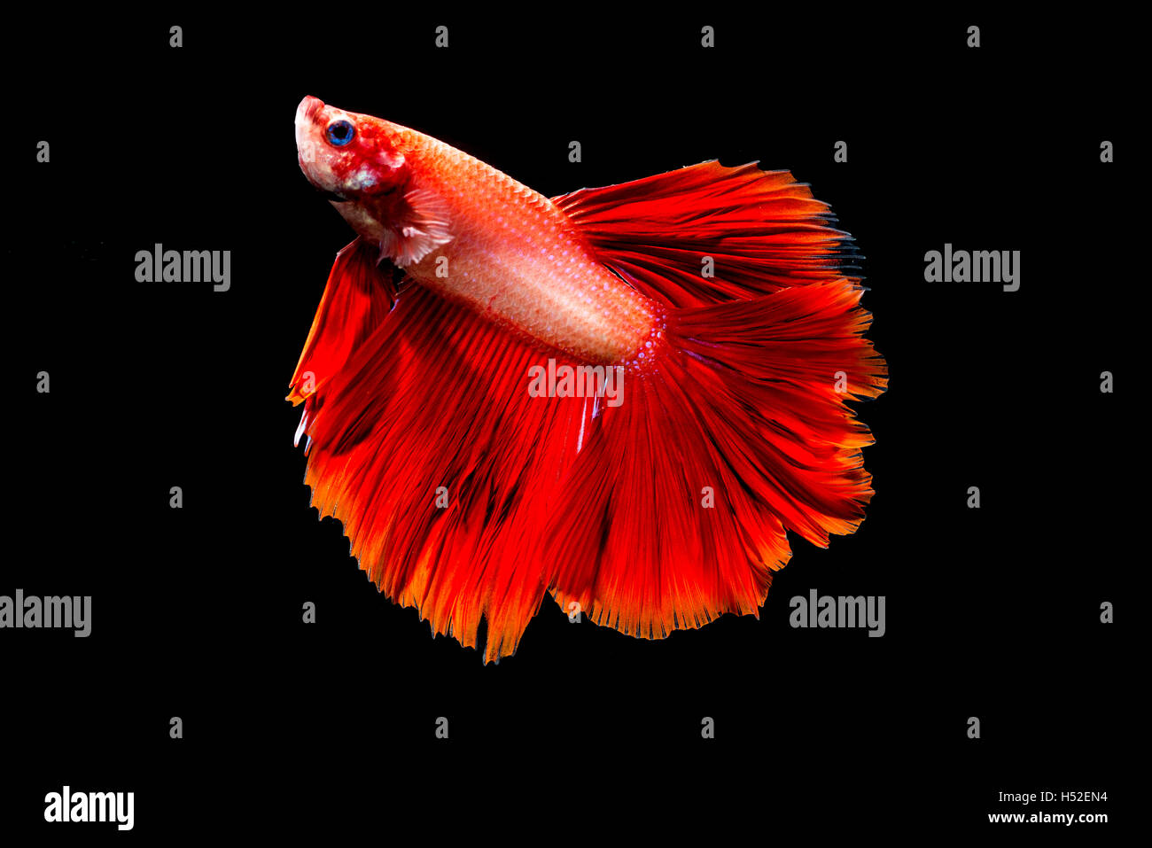Red blue crown betta fish hi-res stock photography and images - Alamy
