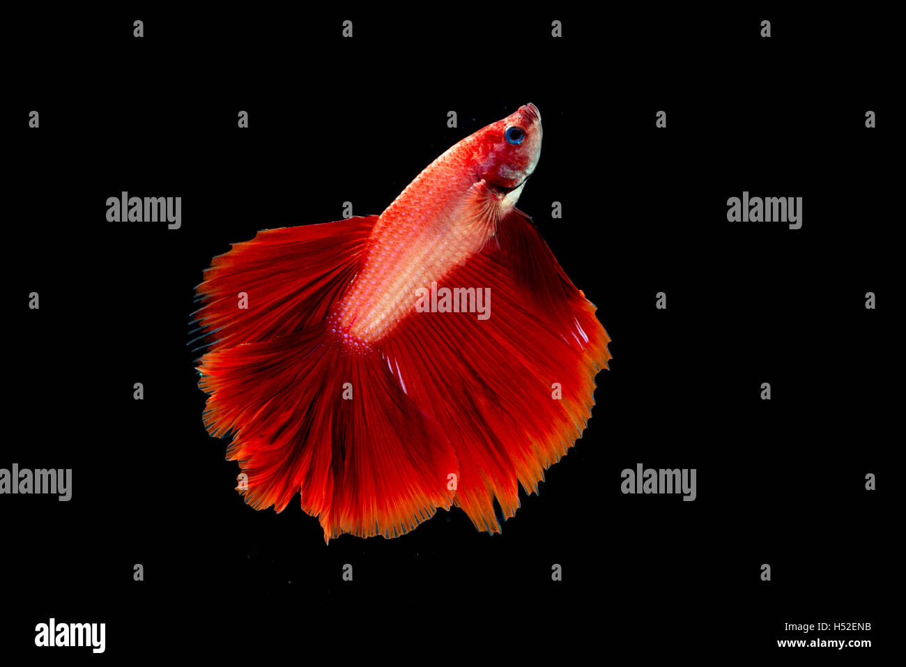 Beautiful red betta fish isolated on black background Stock Photo - Alamy