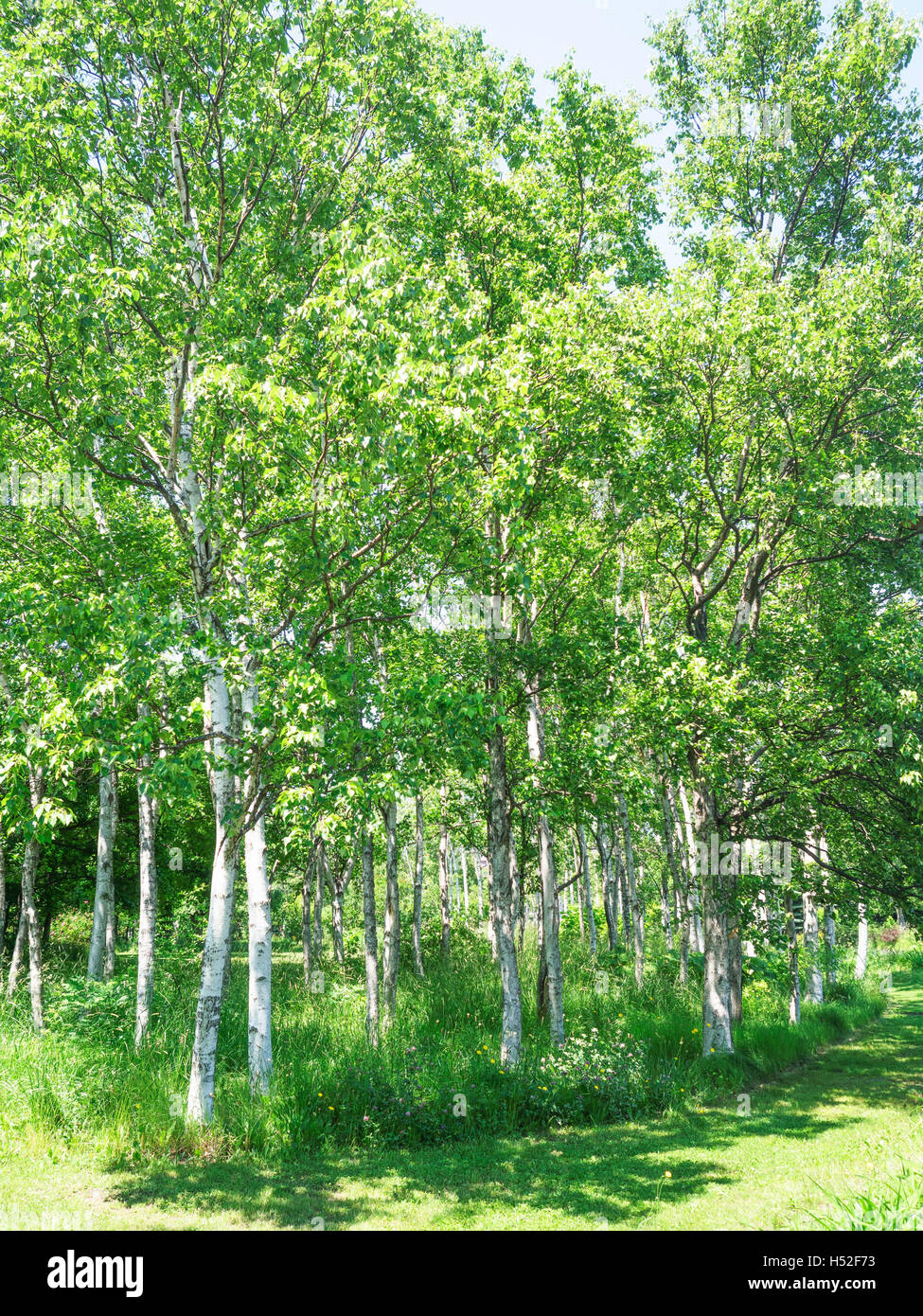 Natural landscape in Hokkaido Stock Photo - Alamy