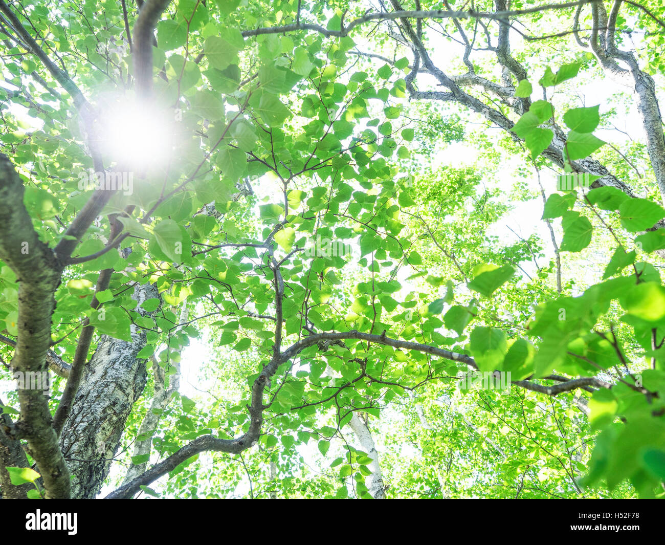 Natural landscape in Hokkaido Stock Photo - Alamy