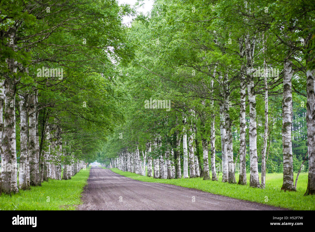 Birch tree lined street Stock Photo - Alamy