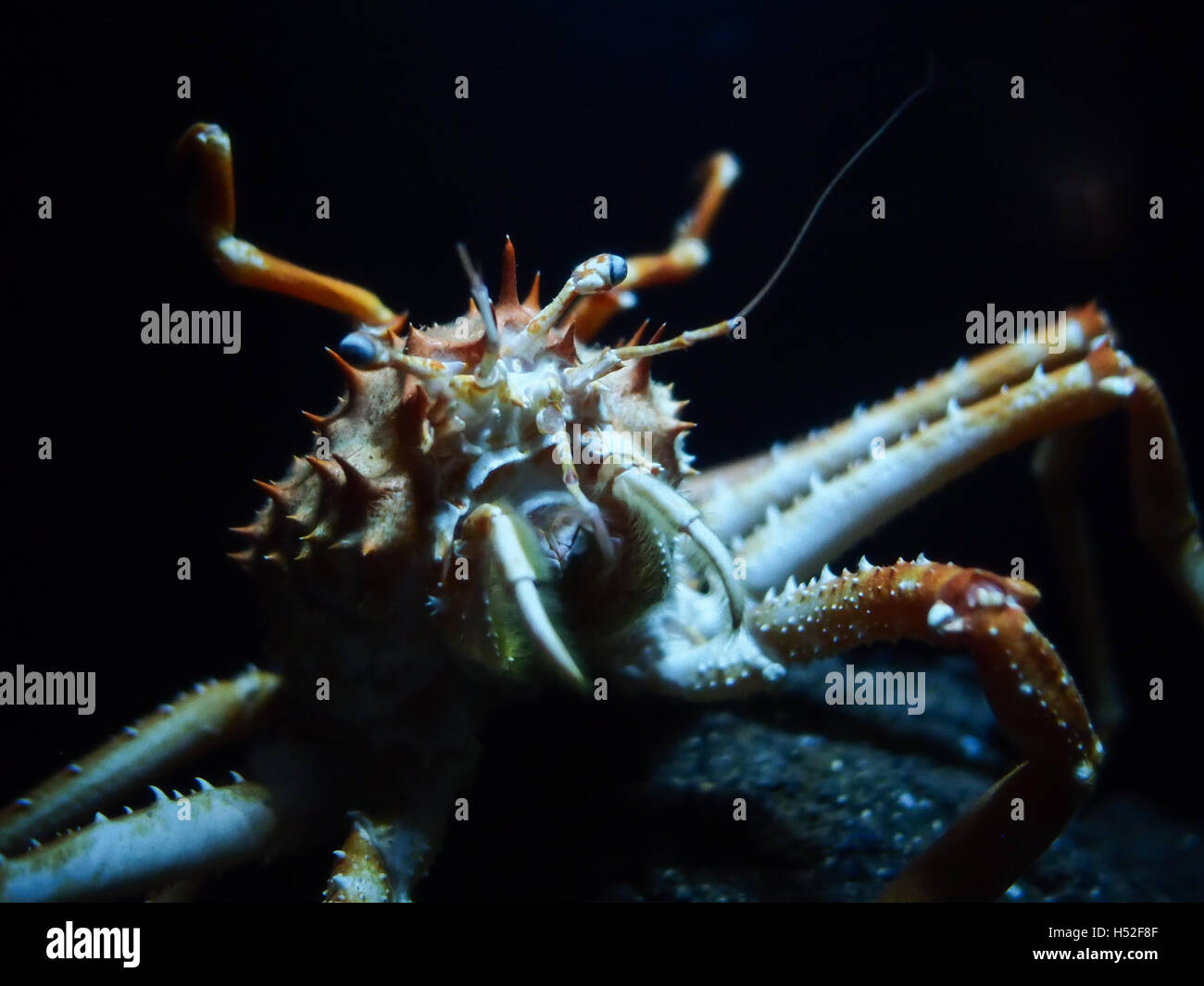 Japan crab seafood crustacean okinawa hi-res stock photography and ...