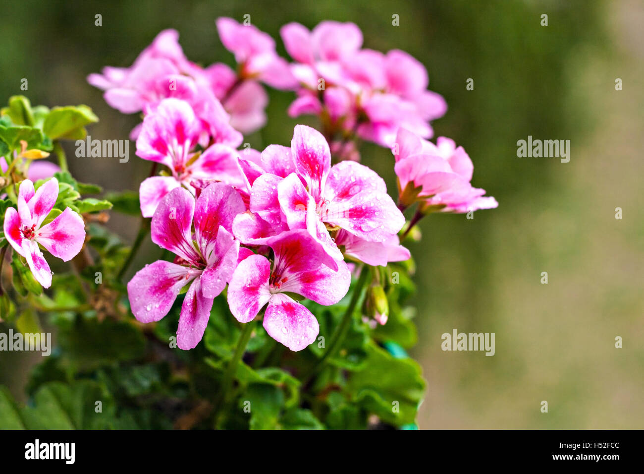 one flower pink geraniums in a flowerpot Stock Photo - Alamy