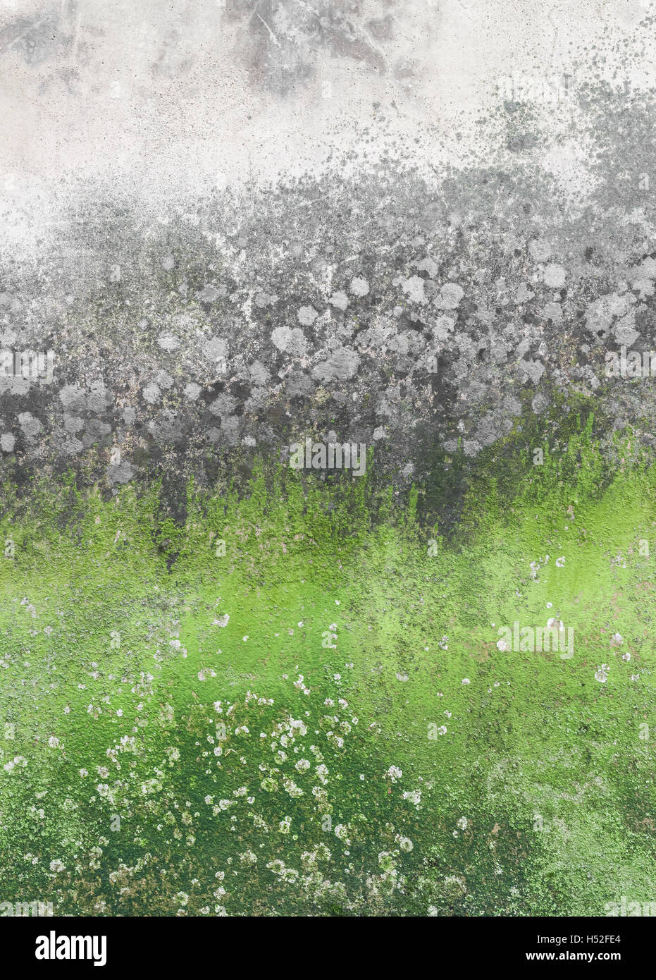 Old cracked decay wall background covered in green moss and mold Stock ...