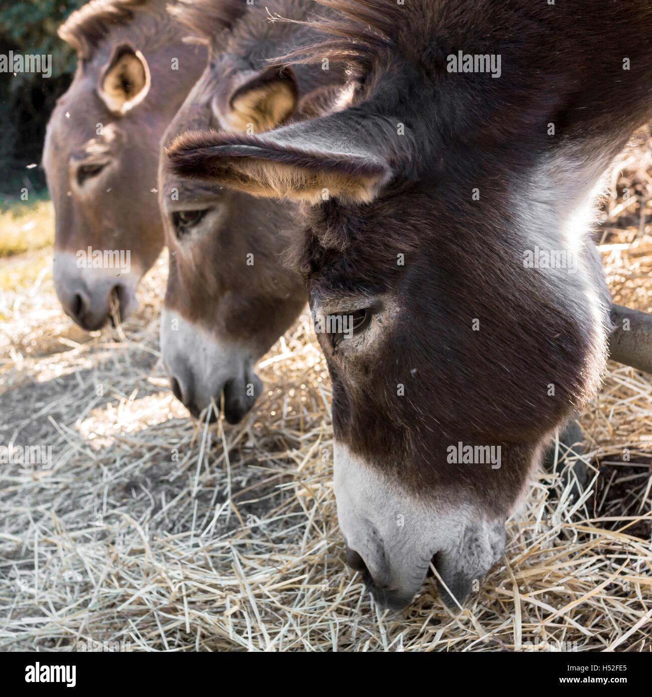 Three donkeys eating hay from the trough Stock Photo - Alamy
