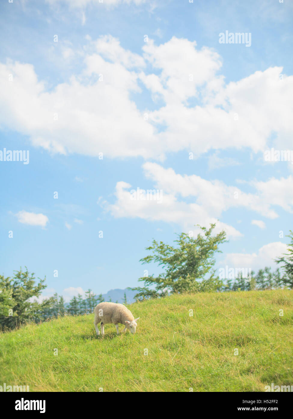 Sheep making face hi-res stock photography and images - Alamy