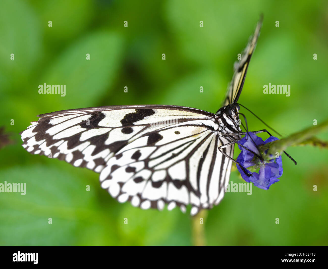 Tree nymph butterfly Stock Photo - Alamy