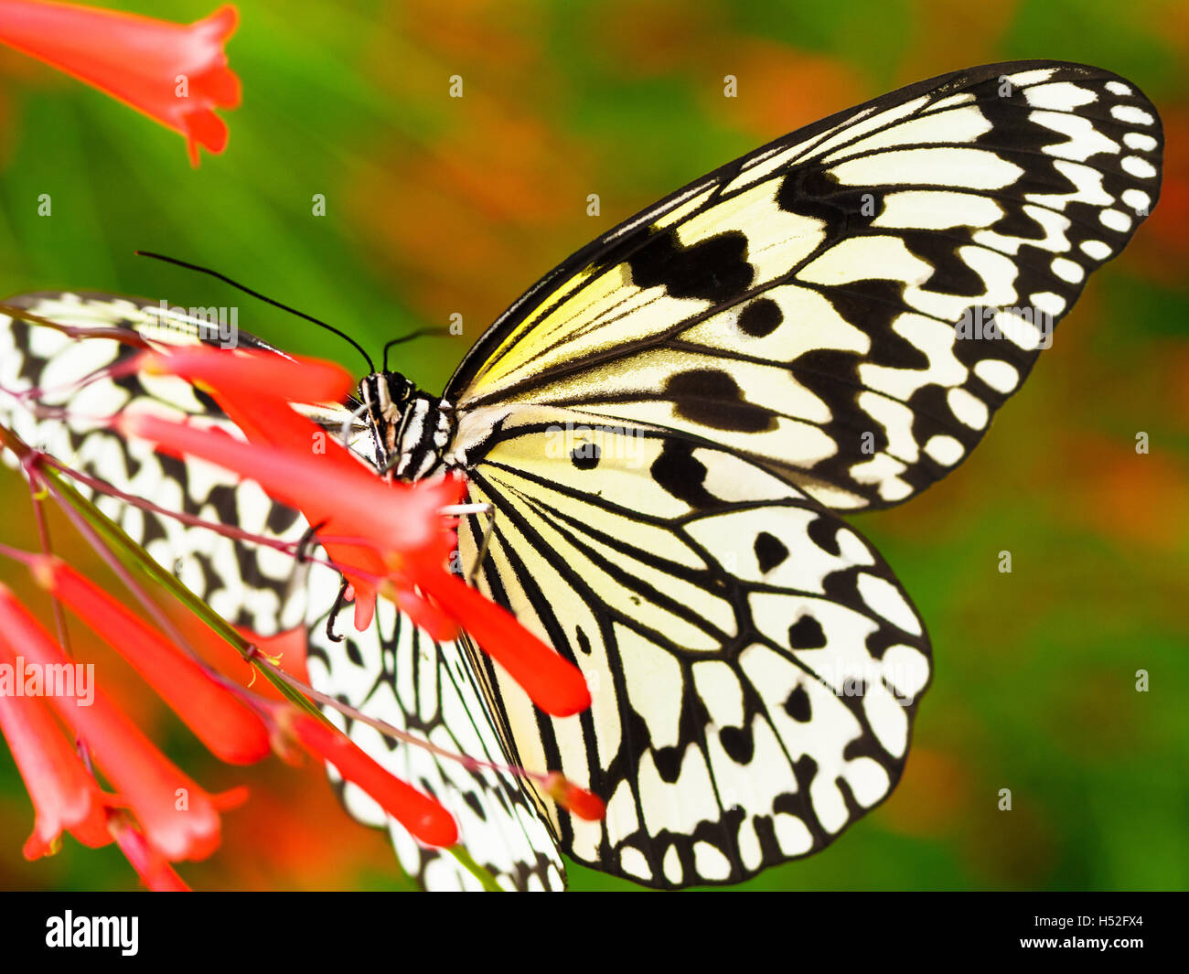 Tree nymph butterfly Stock Photo - Alamy