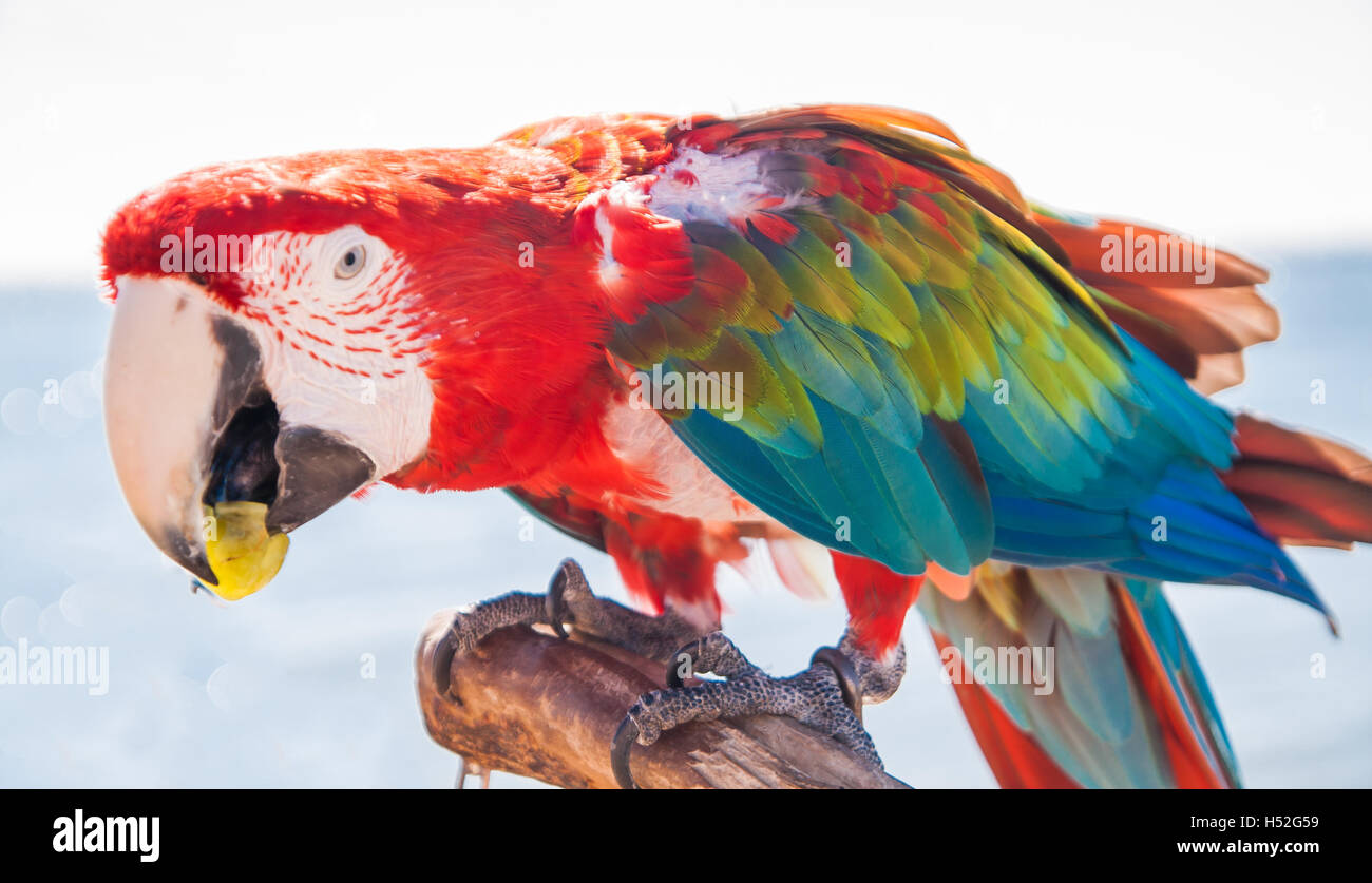 macaw parrot eating a grape Stock Photo - Alamy