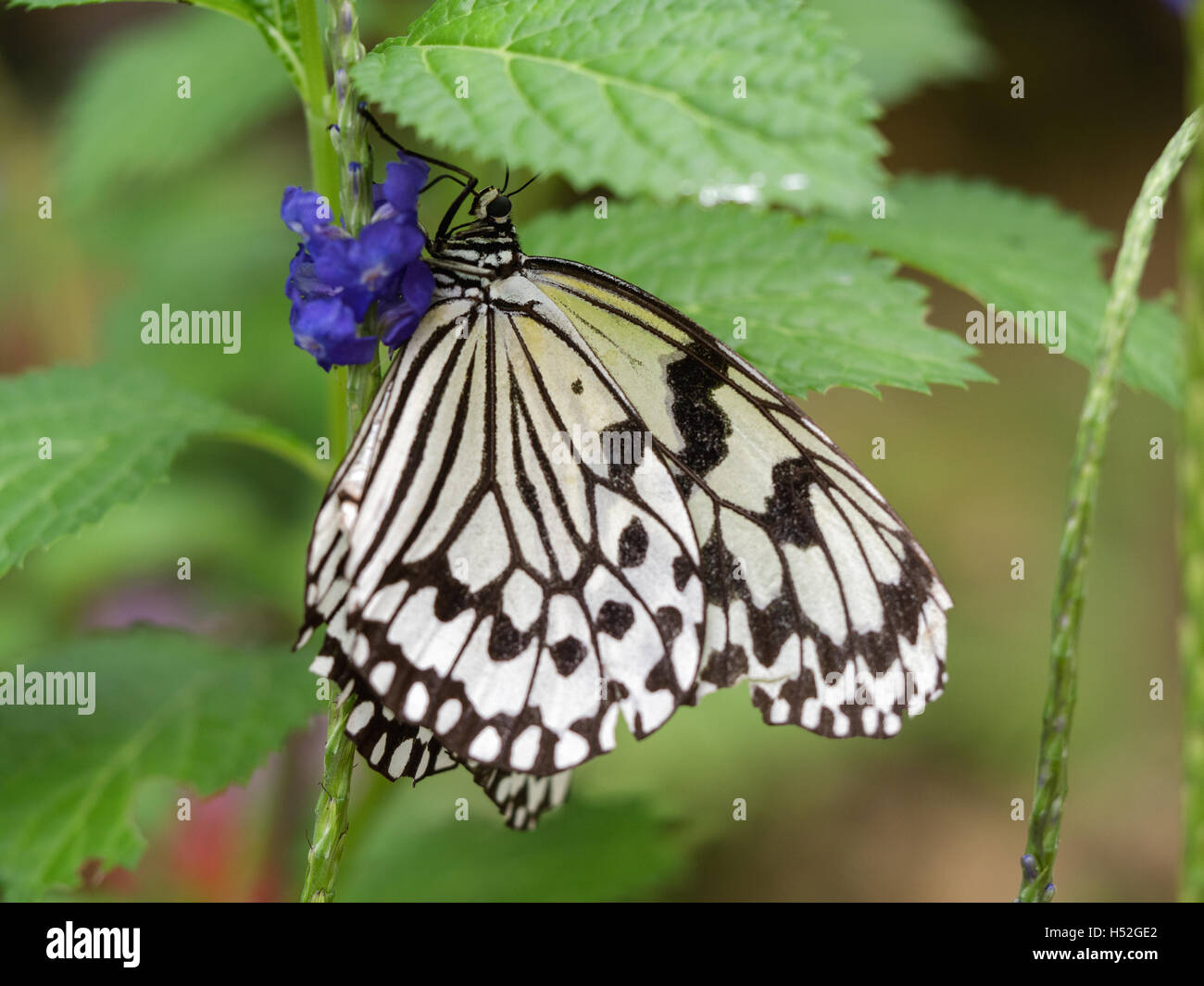 Tree nymph butterfly Stock Photo - Alamy