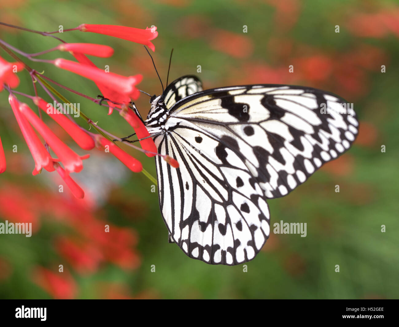 Tree nymph butterfly Stock Photo - Alamy