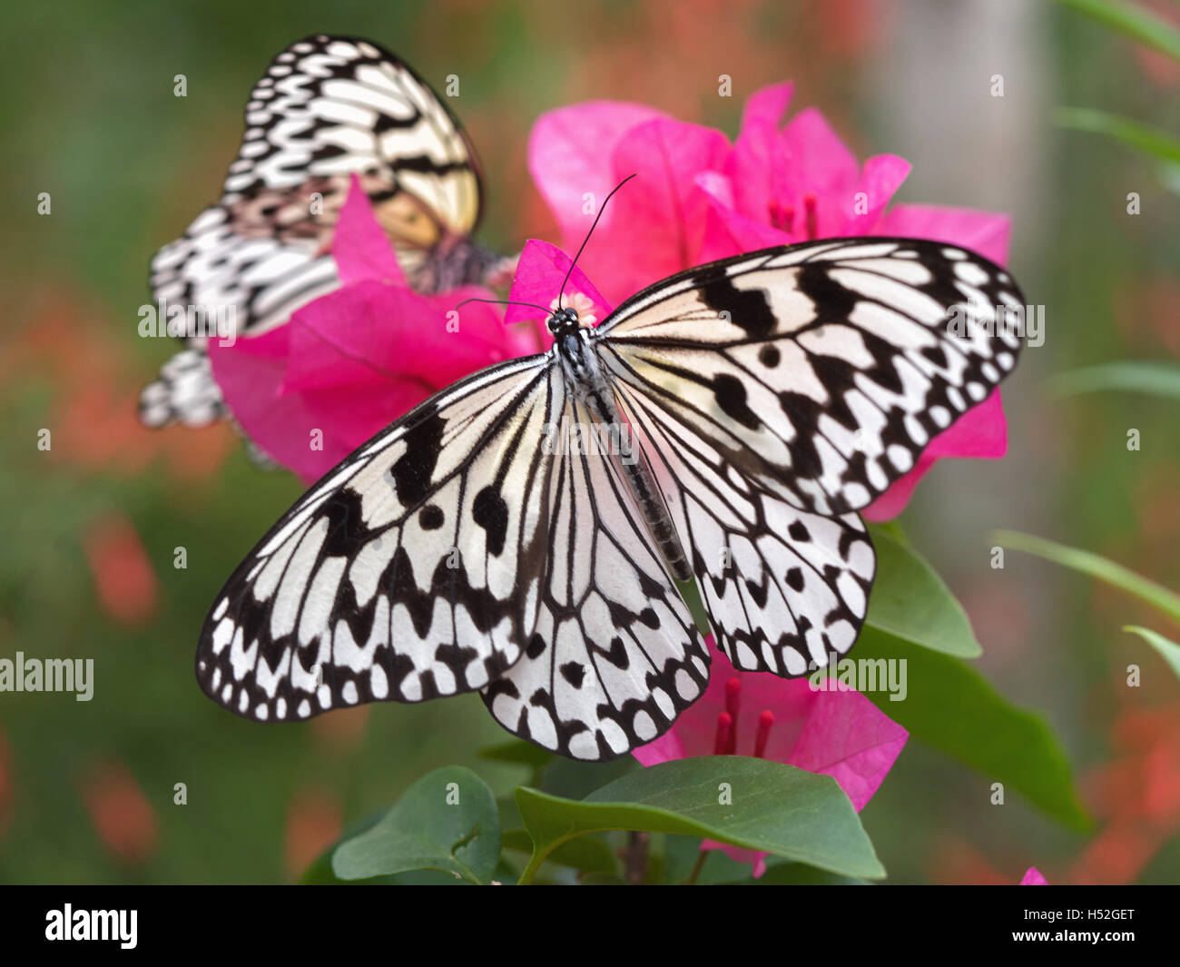 Tree nymph butterfly Stock Photo - Alamy