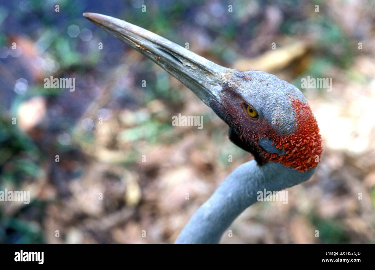 Brolga australia hi-res stock photography and images - Alamy