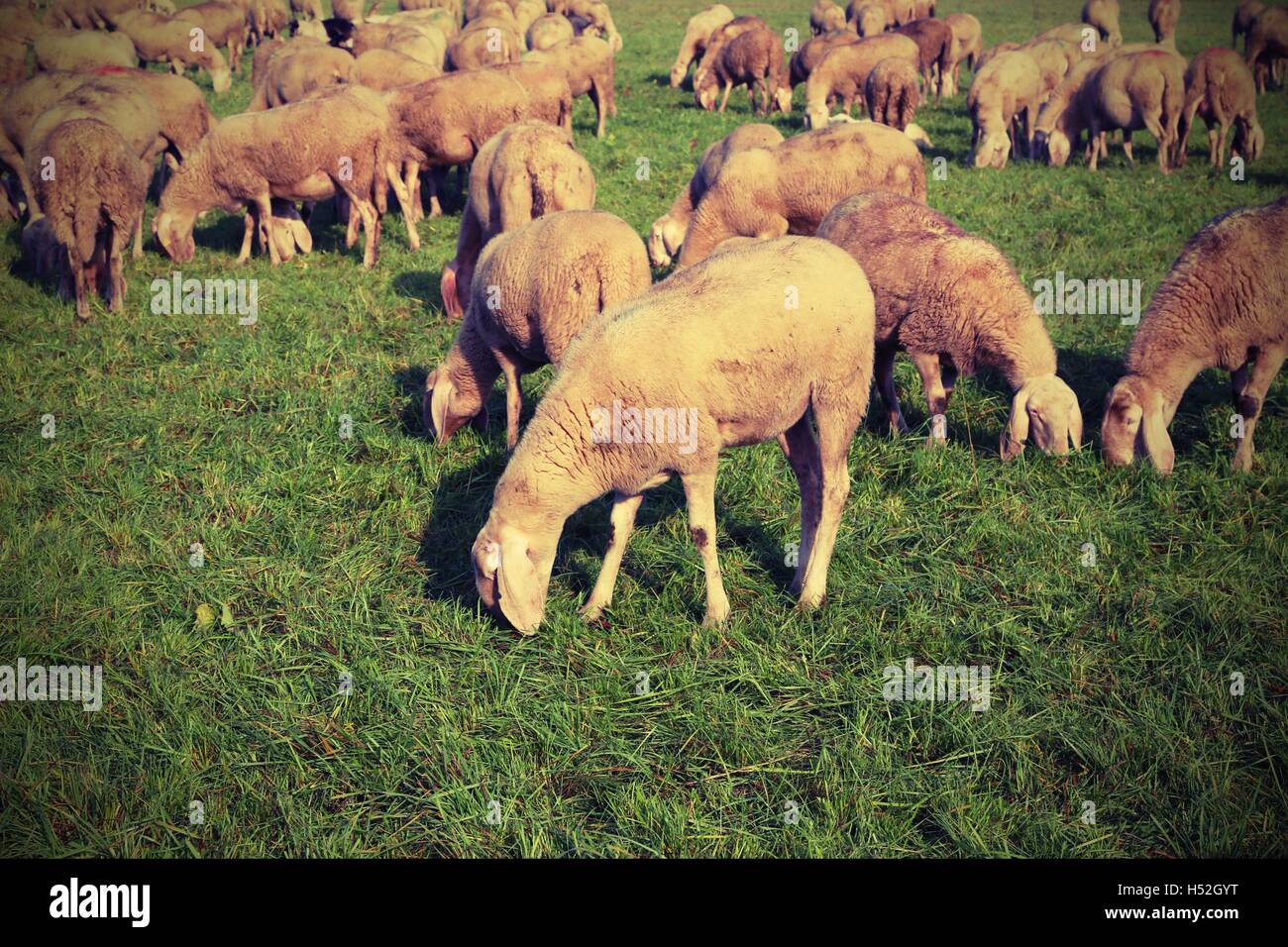 Sheep plain hi-res stock photography and images - Alamy
