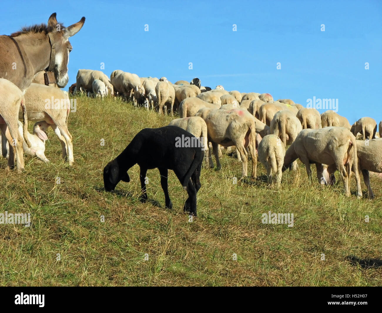 flock with many sheep grazing in the mountains with a black sheep and a donkey Stock Photo - Alamy