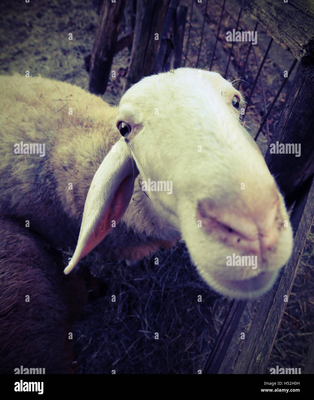 close muzzle of a sheep photographed with fisheye lens Stock Photo - Alamy