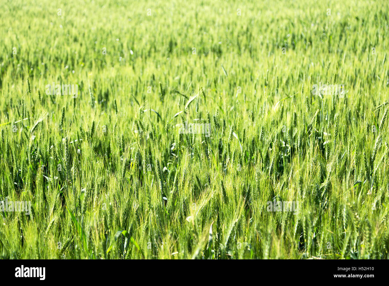 blur in iran cultivated farm grass and healty green natural wheat Stock ...