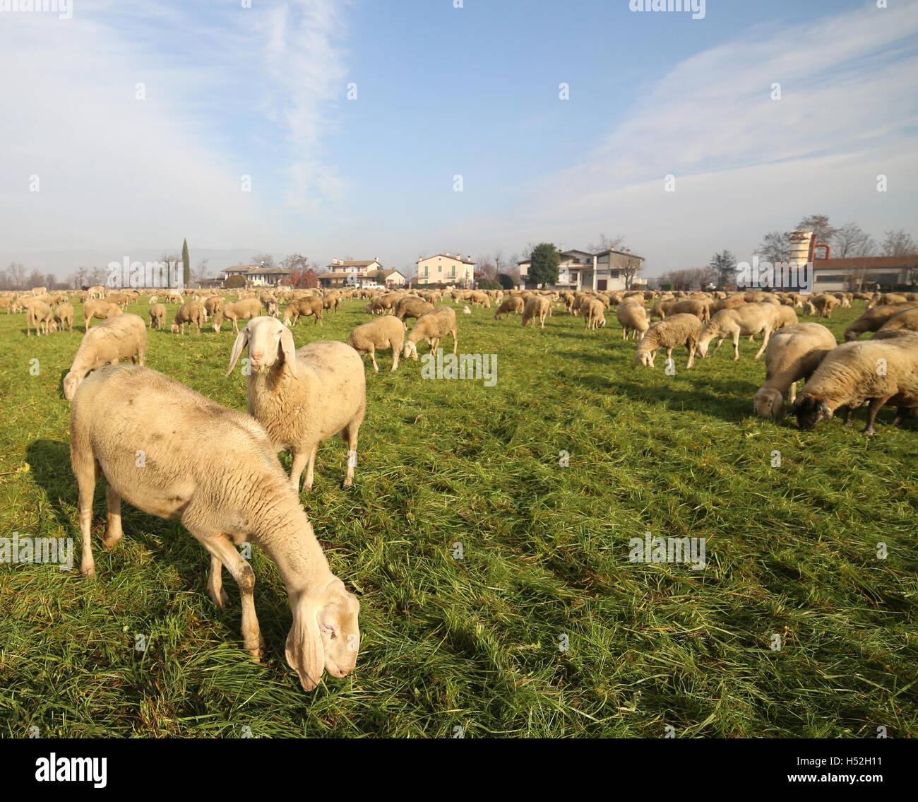 7 sheep hi-res stock photography and images - Alamy