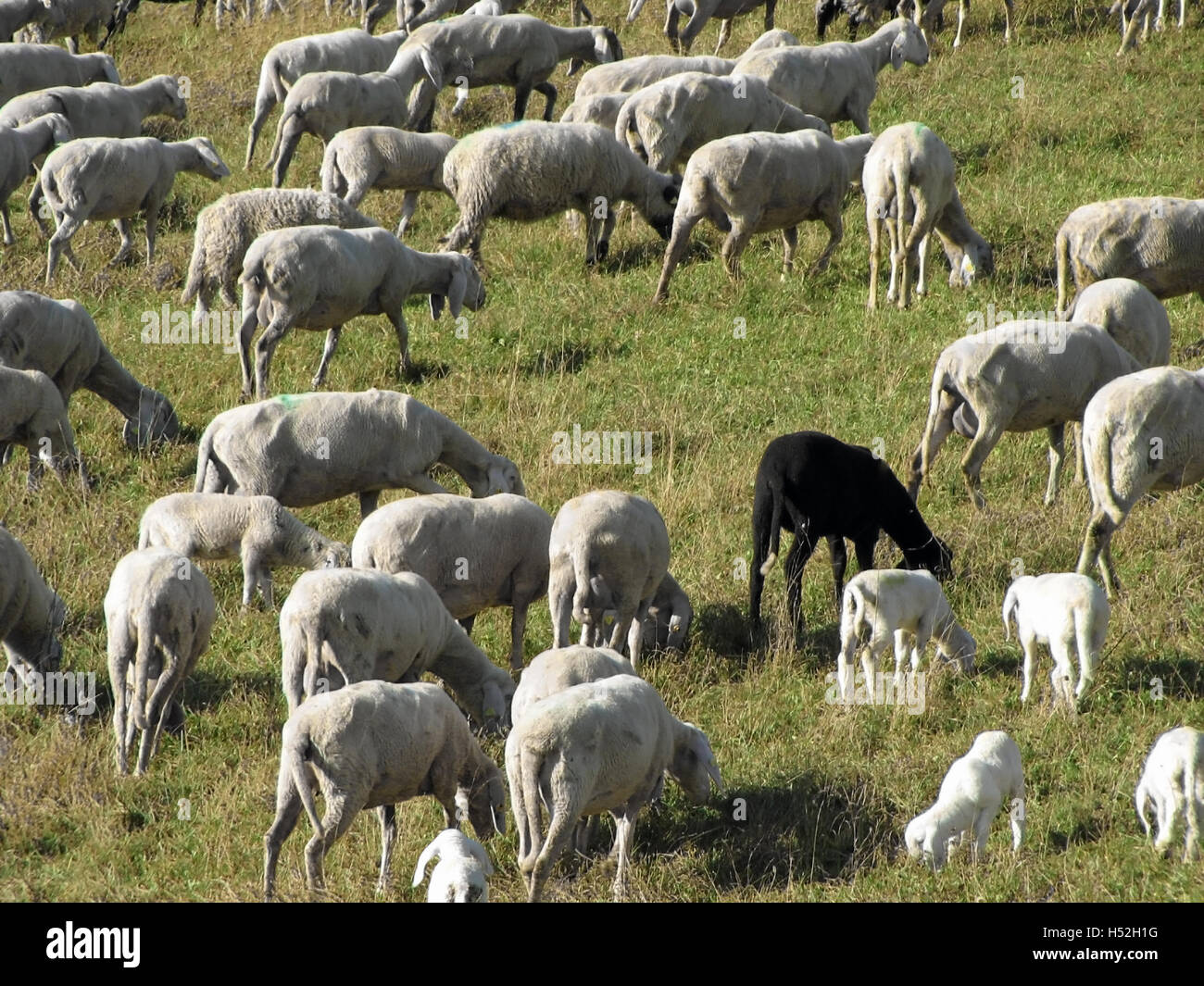 flock with many sheep grazing and a black sheep Stock Photo - Alamy