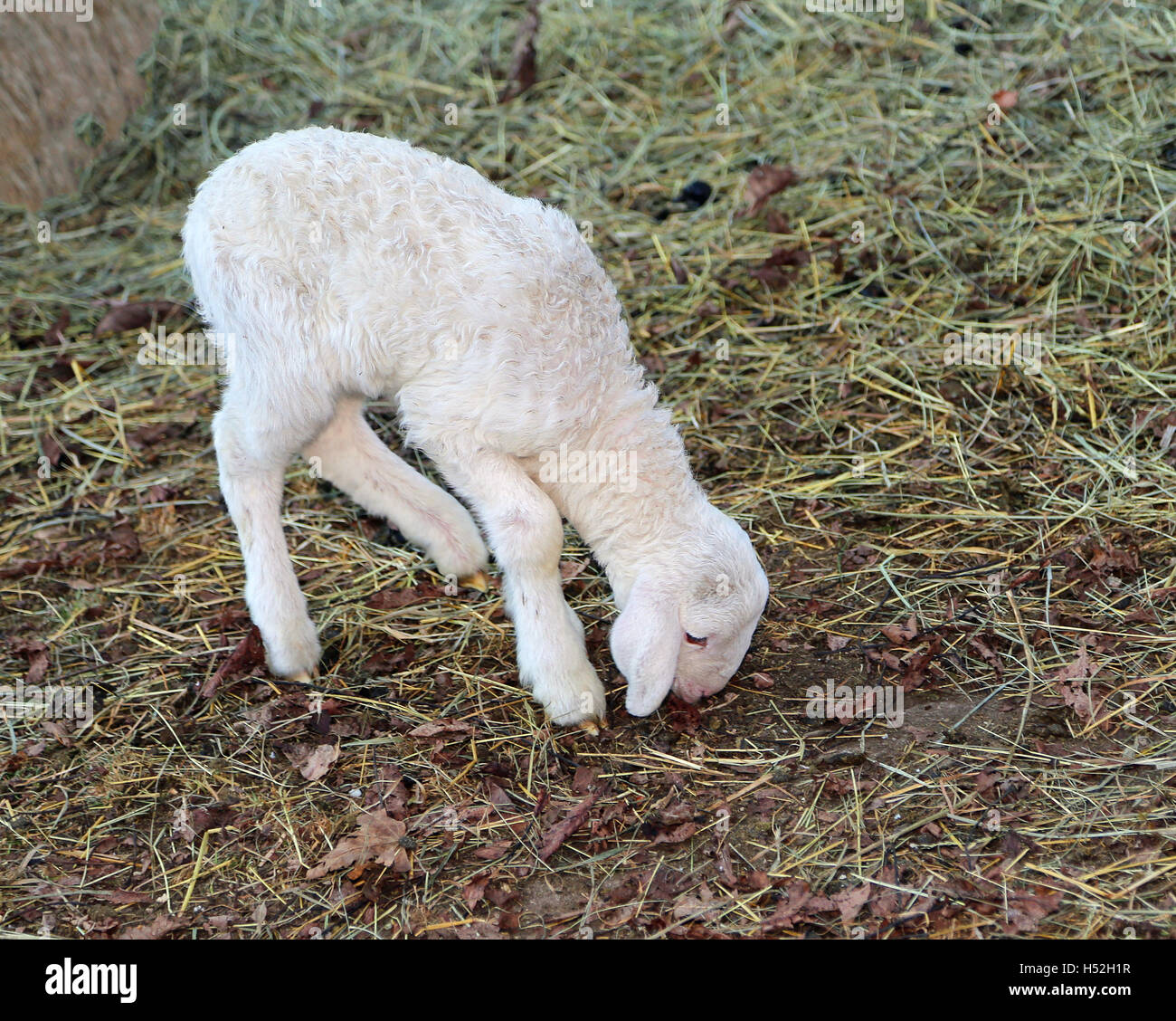 young lamb with soft woolen white fur Stock Photo - Alamy