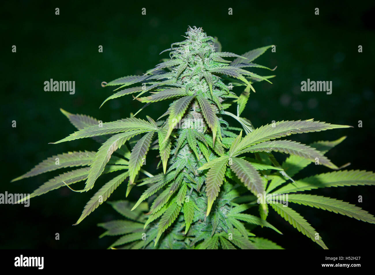 Cannabis sativa, indica, Pineapple Chunk, marihuana, hemp, ganja, plant ...