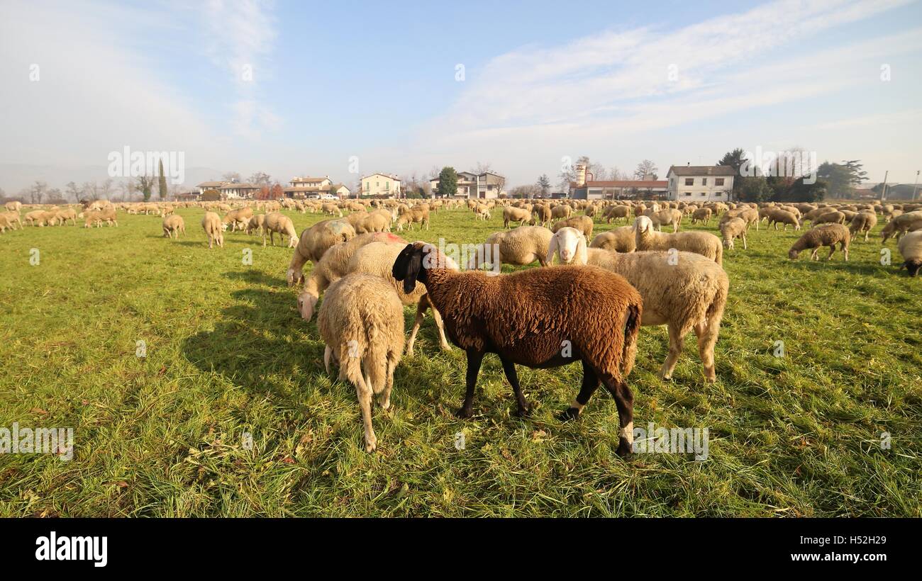 flock with sheep grazing in the plain 1 Stock Photo - Alamy