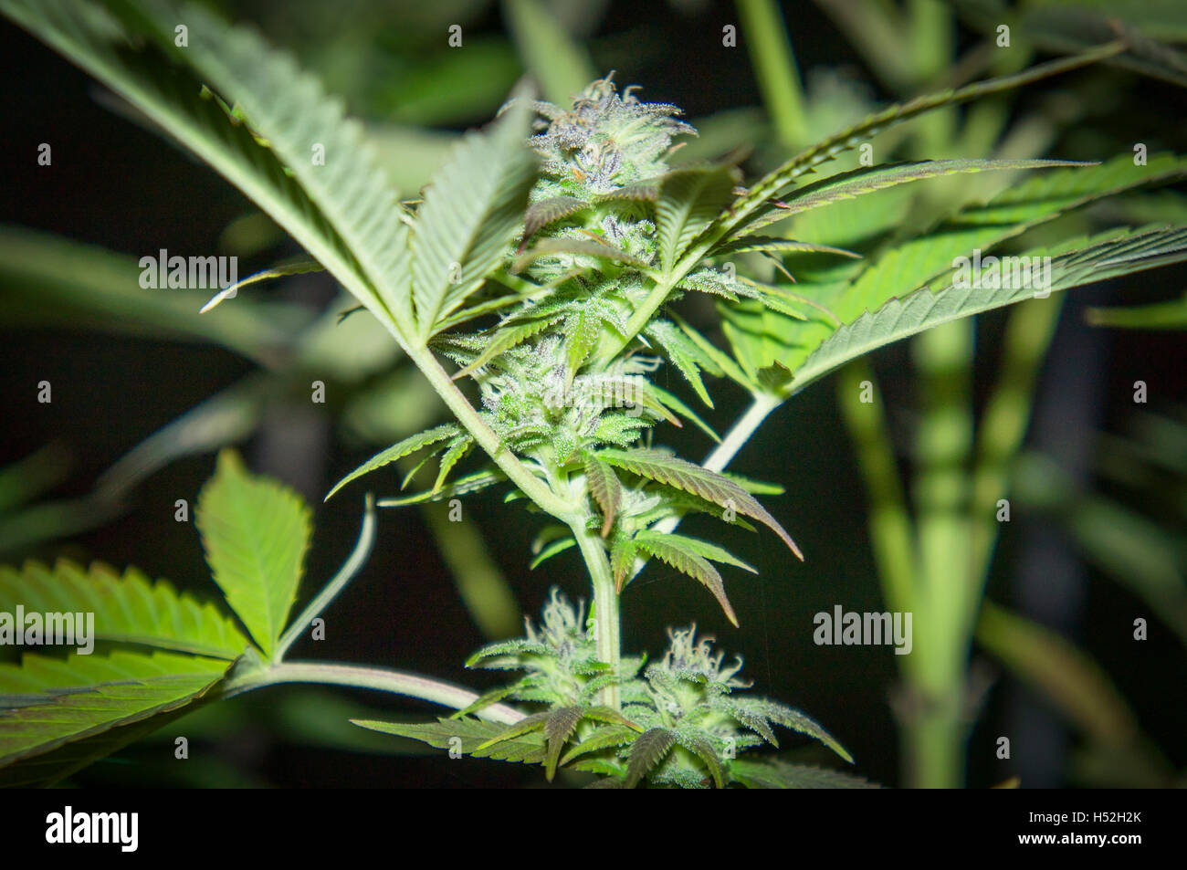 Cannabis sativa, indica, Pineapple Chunk, marihuana, hemp, ganja, plant ...