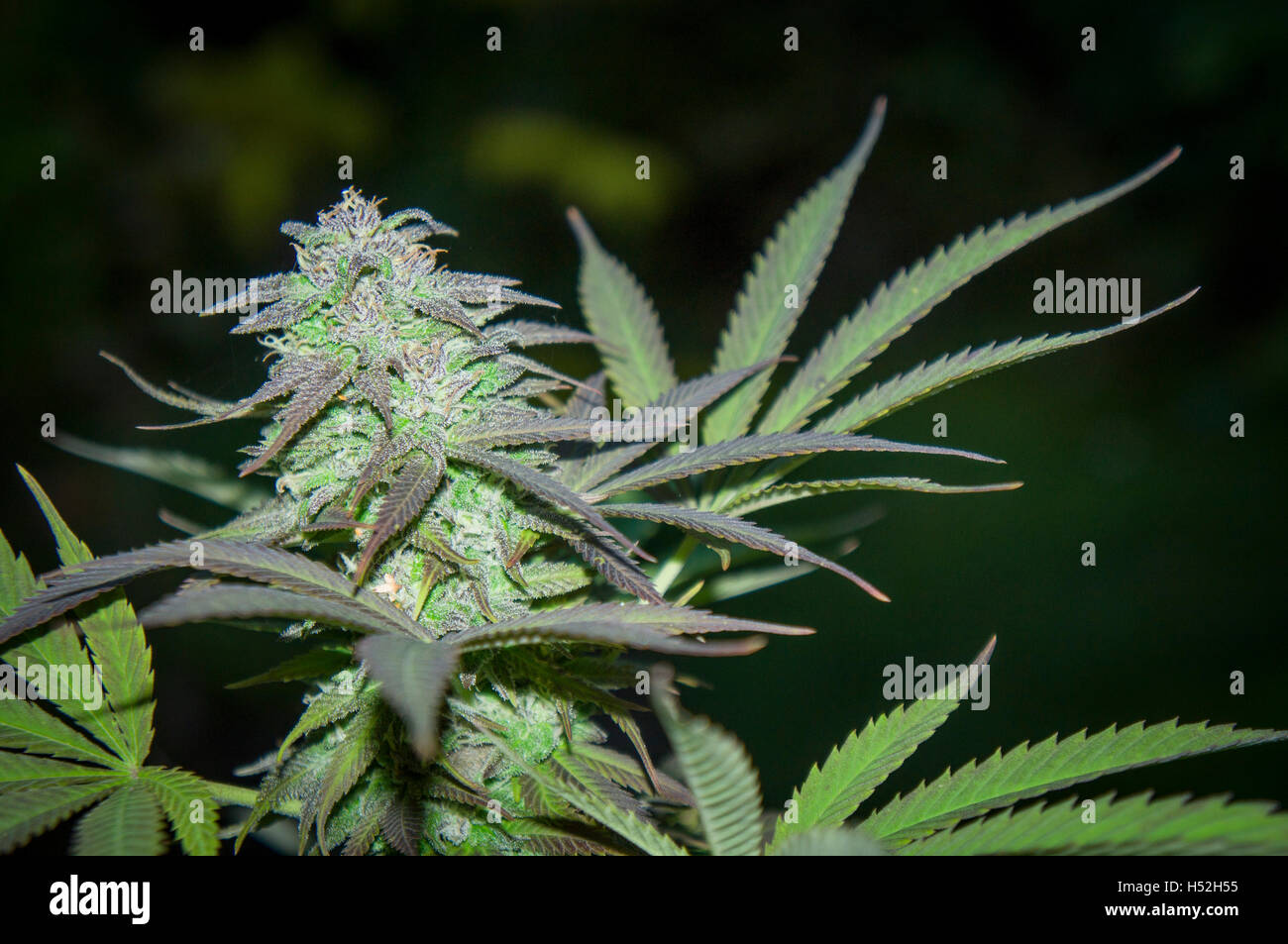 Cannabis sativa, indica, Pineapple Chunk, marihuana, hemp, ganja, plant ...