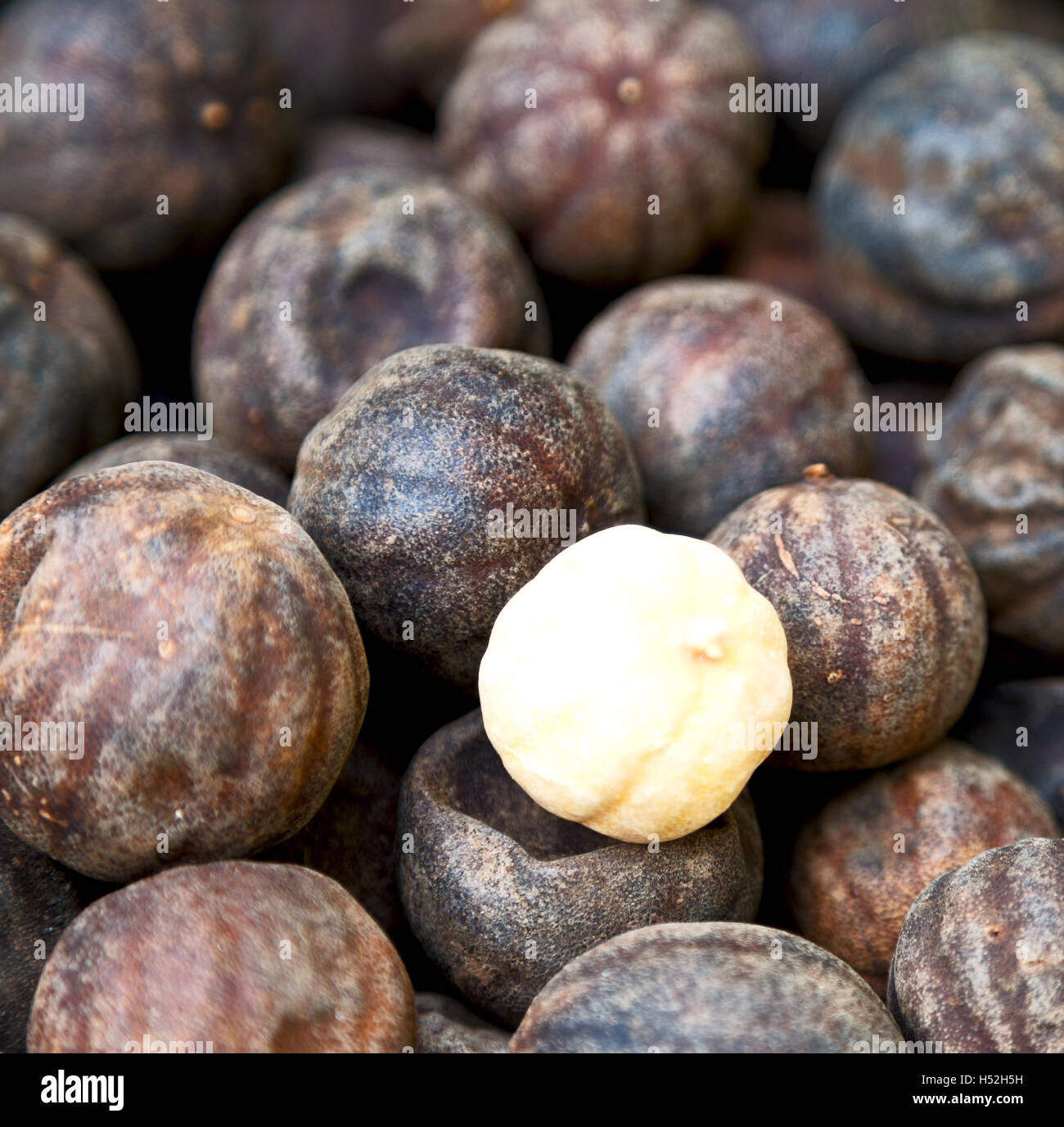 in iran blur typical dry lemon in abstract pattern background flavor ...