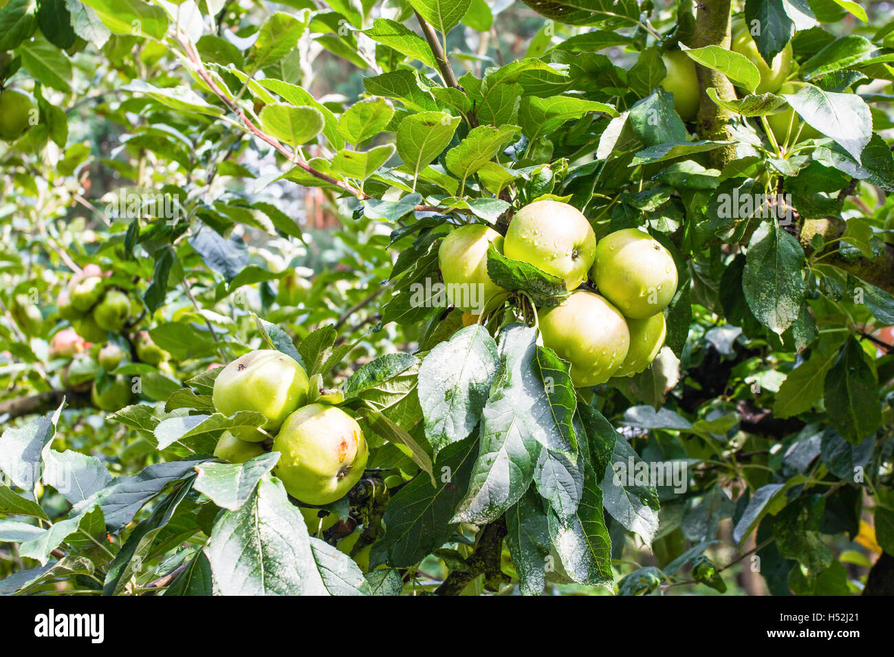 Pack of apples on tree Stock Photo - Alamy