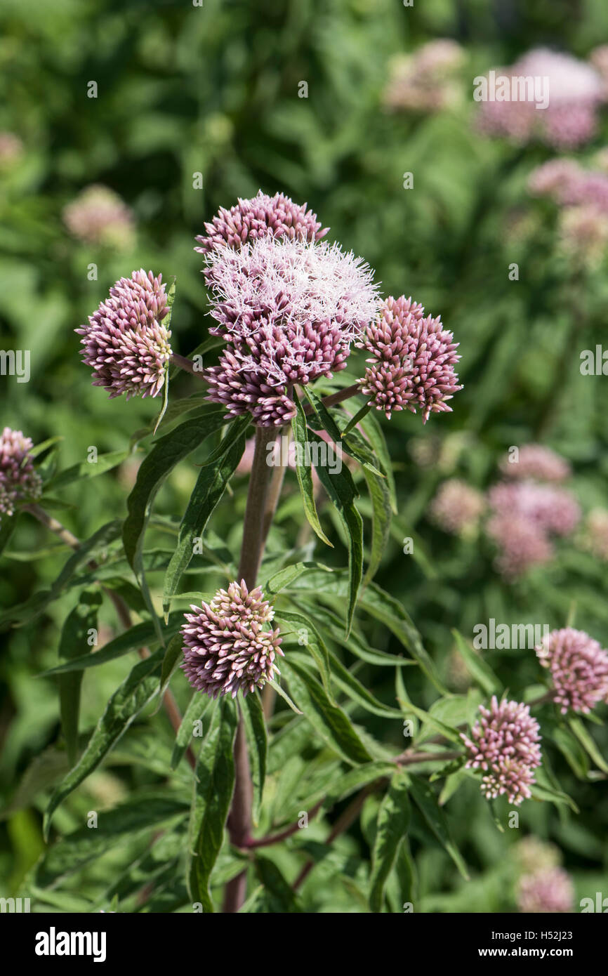 Eupatorium cannabina, Hemp Agrimony, growing by a river, Surrey, UK ...