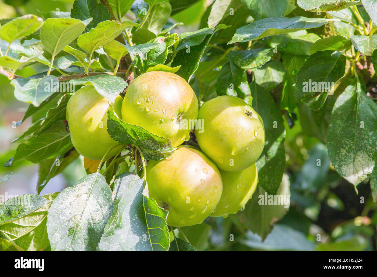 Organic apples pack hi-res stock photography and images - Alamy