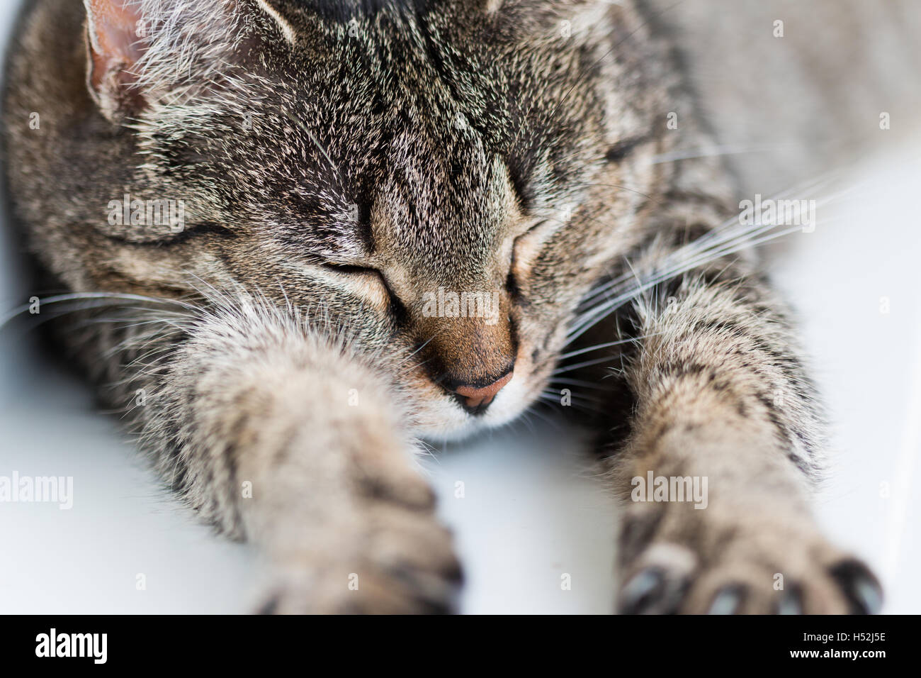 Sleeping, stretched cat Stock Photo - Alamy