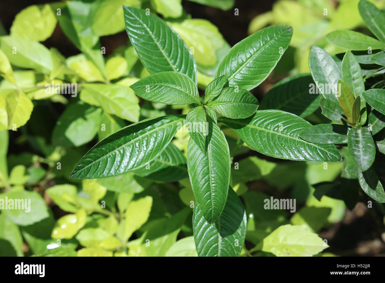Close up Green Leaf of Catharanthus roseus flower Stock Photo - Alamy