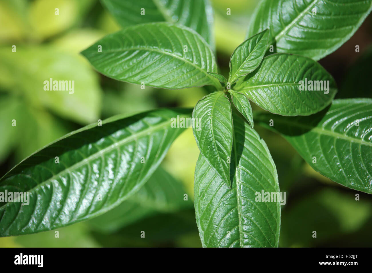 Close up Green Leaf of Catharanthus roseus flower Stock Photo - Alamy