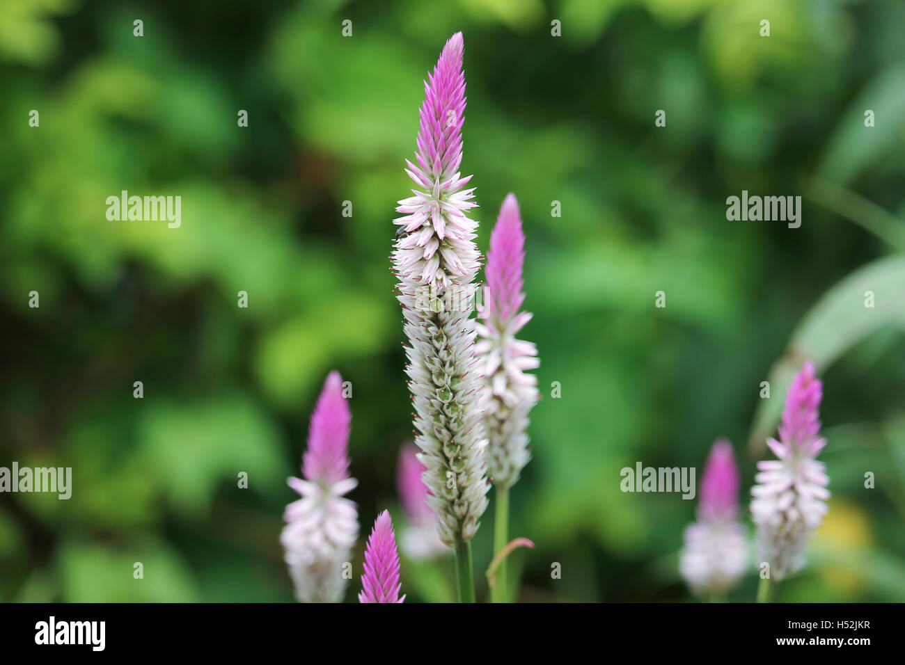Close up The pink grass flower in the garden Stock Photo - Alamy