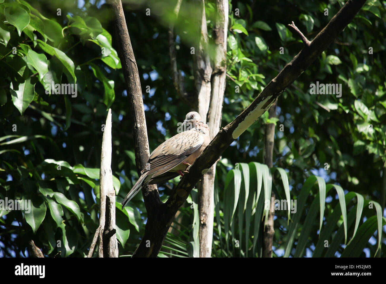 Pigeon sitting on tree branch with green leaf background Stock Photo ...