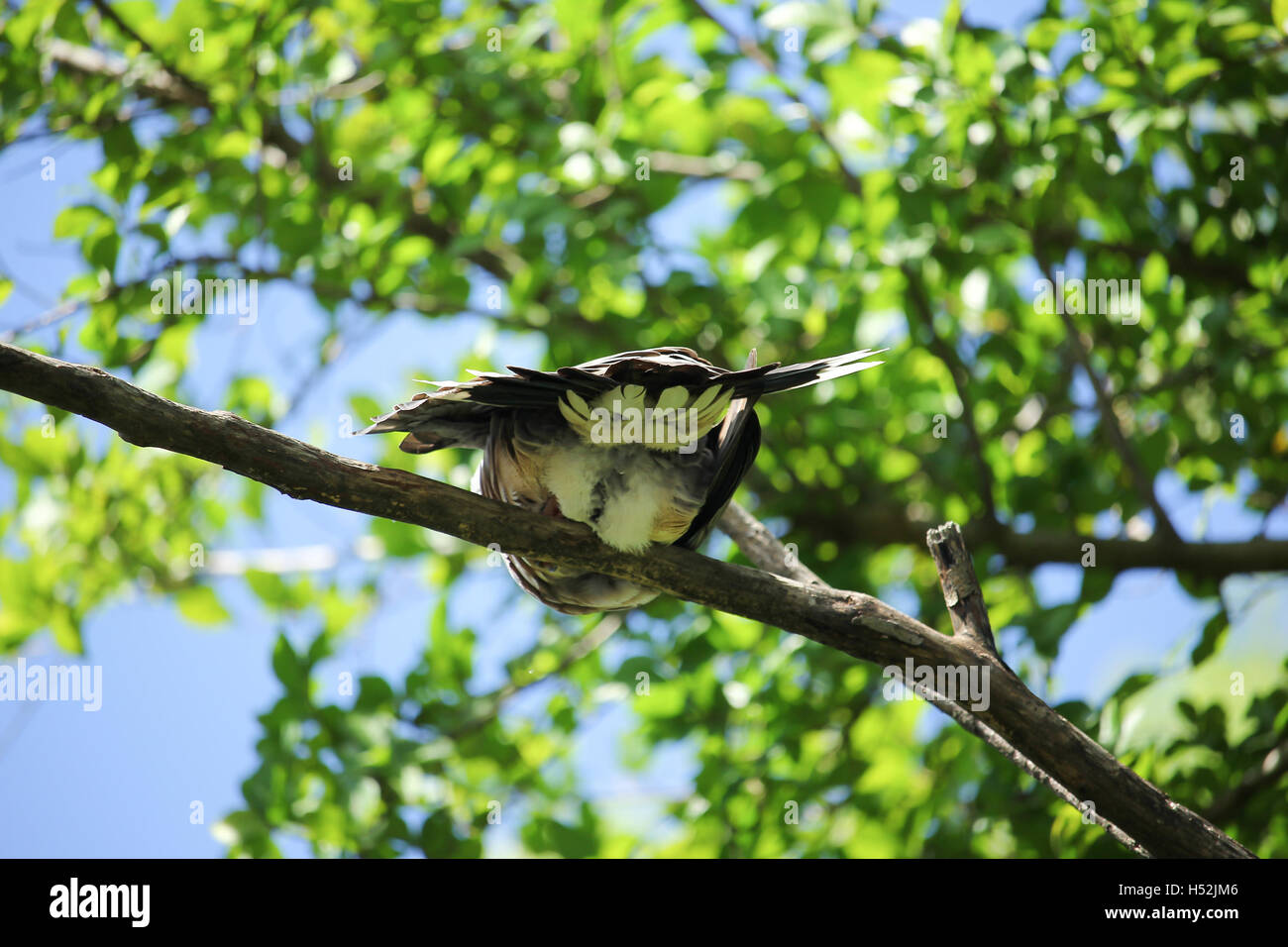 Pigeon sitting on tree branch with green leaf background Stock Photo ...