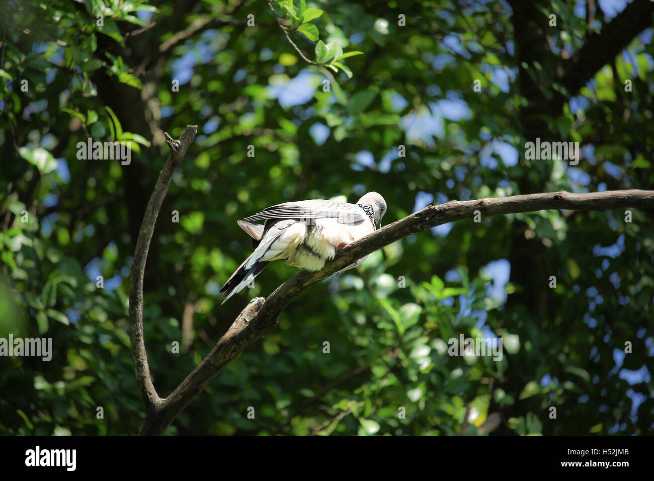 Pigeon sitting on tree branch with green leaf background Stock Photo ...