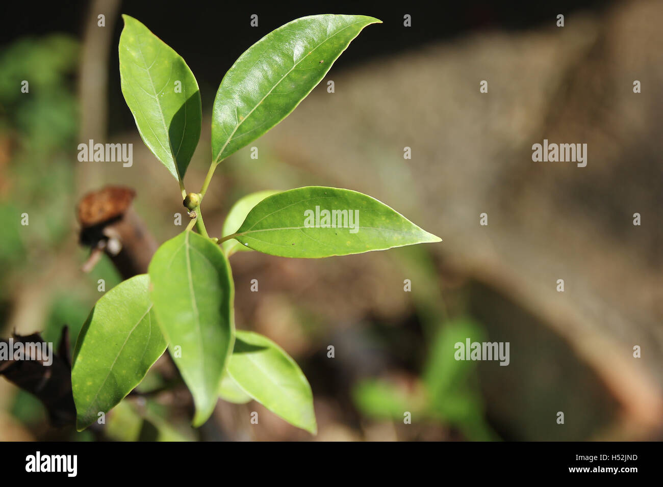 Close up Leaf of Cinnamomum camphora tree Stock Photo - Alamy
