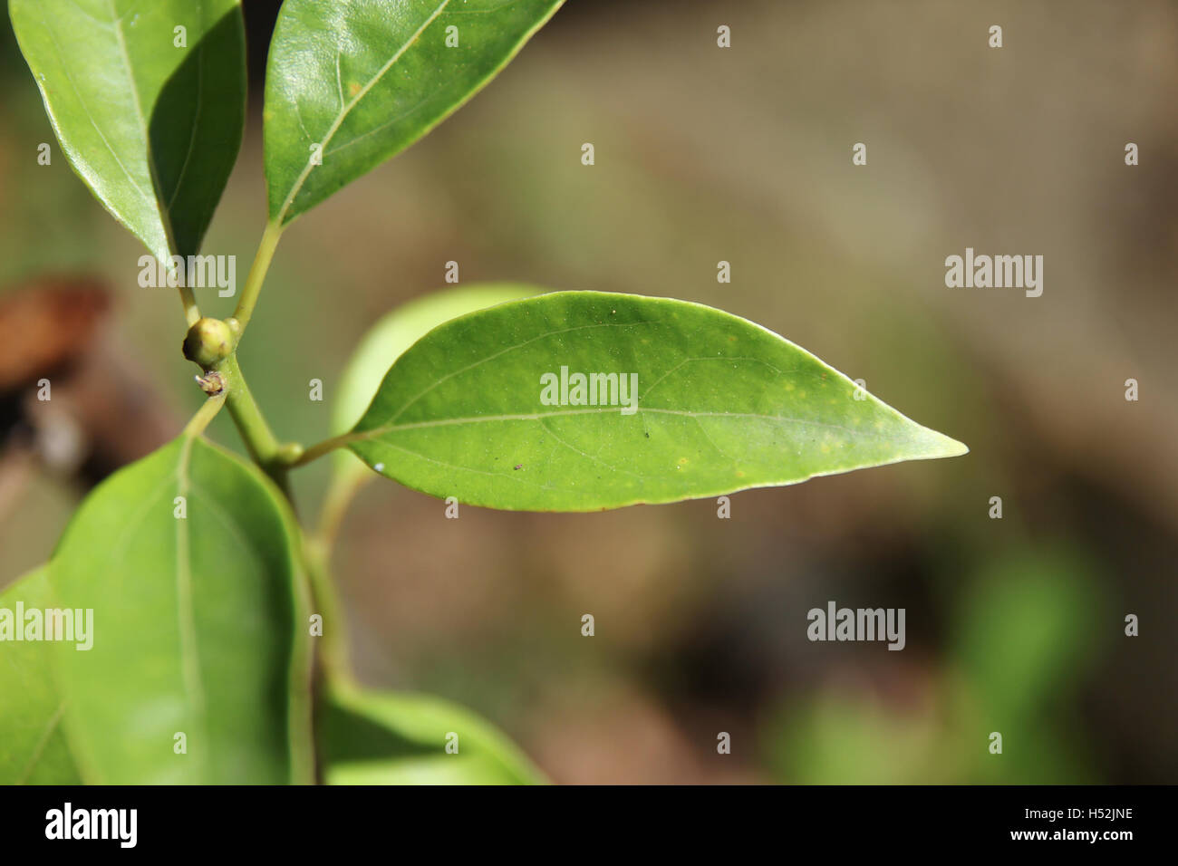 Close up Leaf of Cinnamomum camphora tree Stock Photo - Alamy