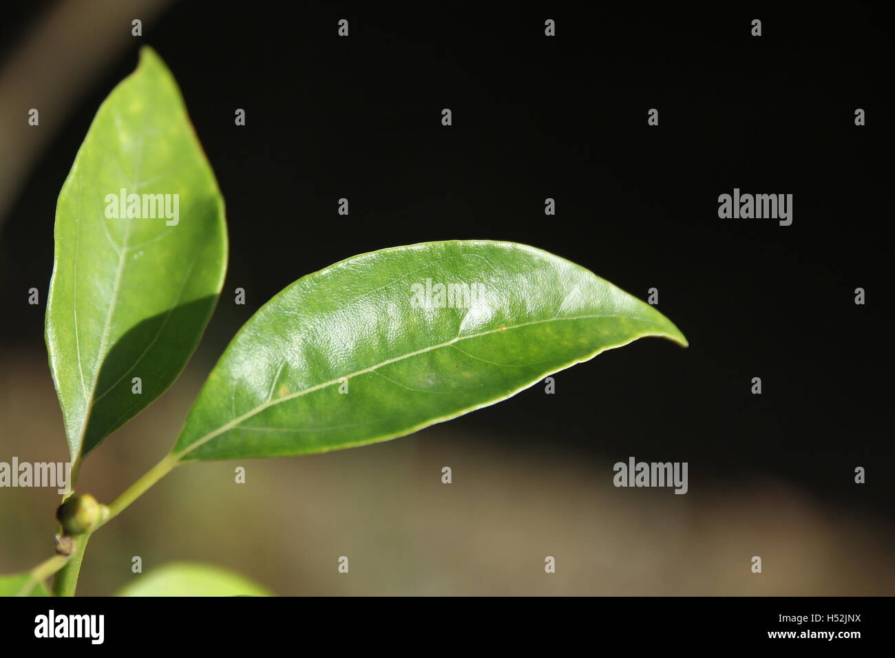 Close up Leaf of Cinnamomum camphora tree Stock Photo - Alamy