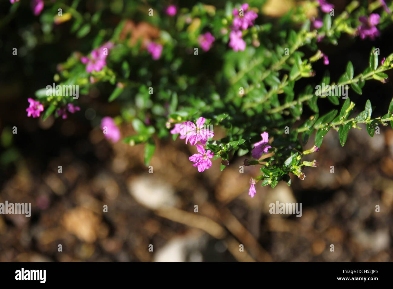 Close up of Small False heather Flower Stock Photo - Alamy